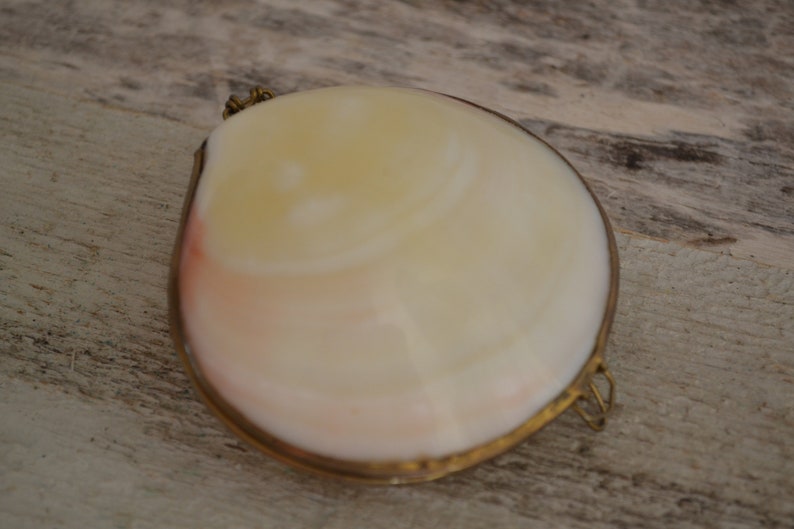 Polished Tiger Clam Shell Coin Purse, Pill Box, Trinket Case | 1 Piece ...