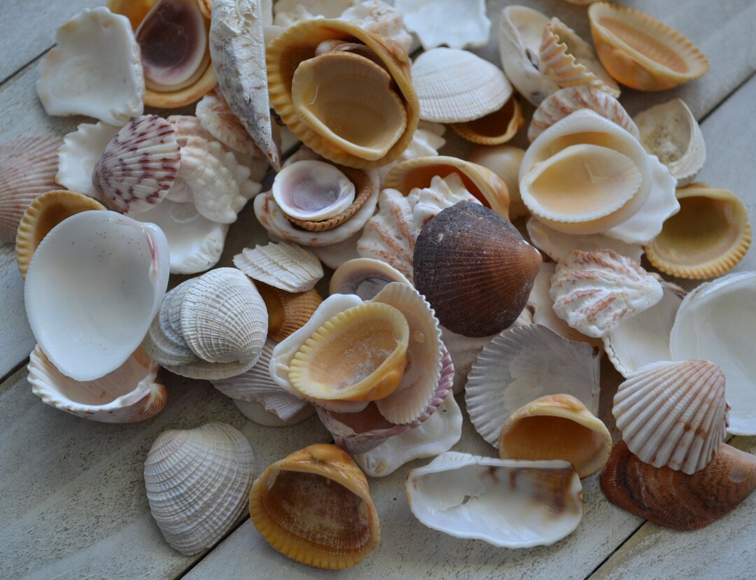 Small Clam and Cockle Shell Mix Apx 1/2 - 1 1/4") | 1/4 Cup - Etsy