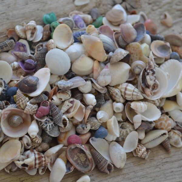 Seashell Crafts - Etsy