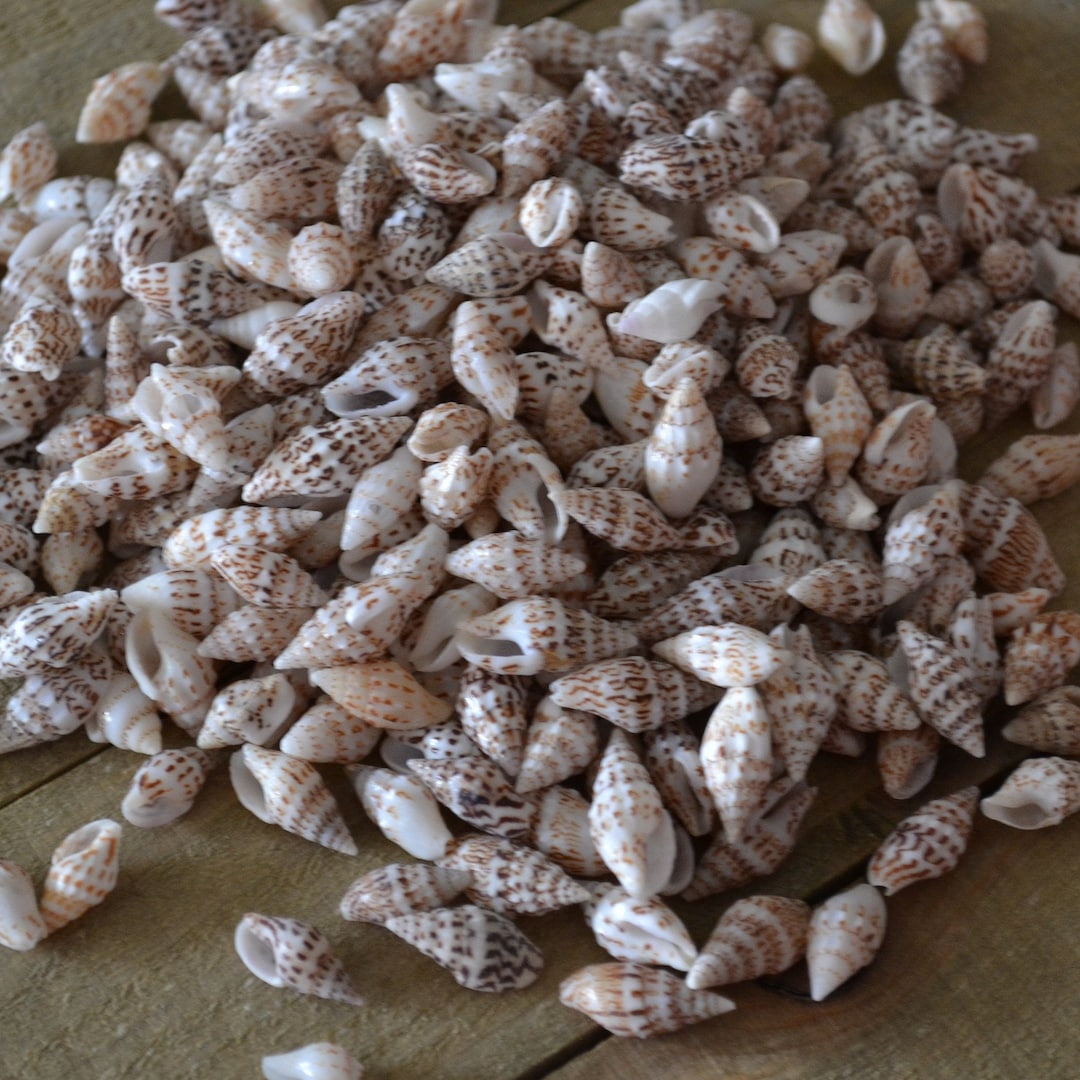 Crow Dot Shells, Spotted Nassa, Nassa Shells (apx 1/4 - 1/2") | 1/4 Cup ...