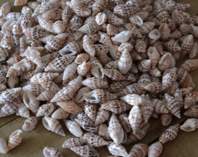 Conus Mustelinus Shell, Conus Ermine, Cone Shells apx 2 2 Pieces - Etsy