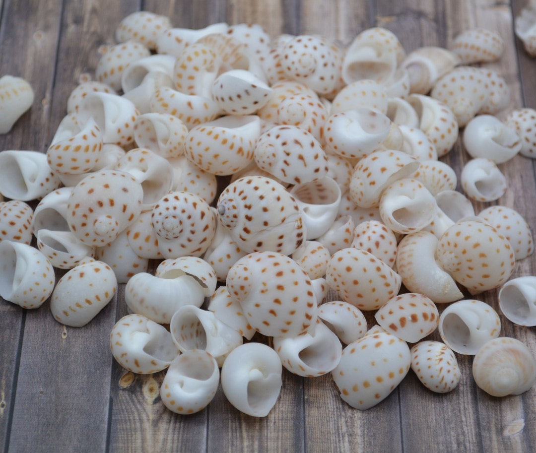 Nautica Oneida Shells, Moon Shells (1/2 - 7/8") | 10 Pieces - Etsy