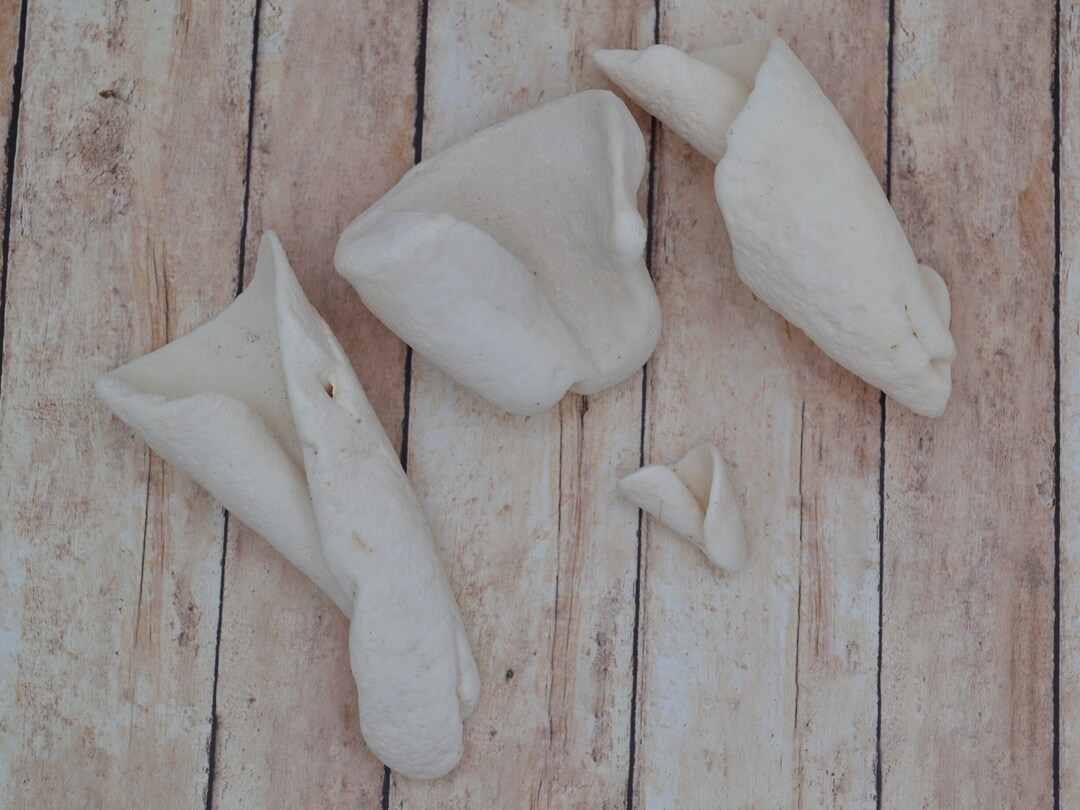 Sun Bleached Weathered Shell Pieces From Florida - Etsy