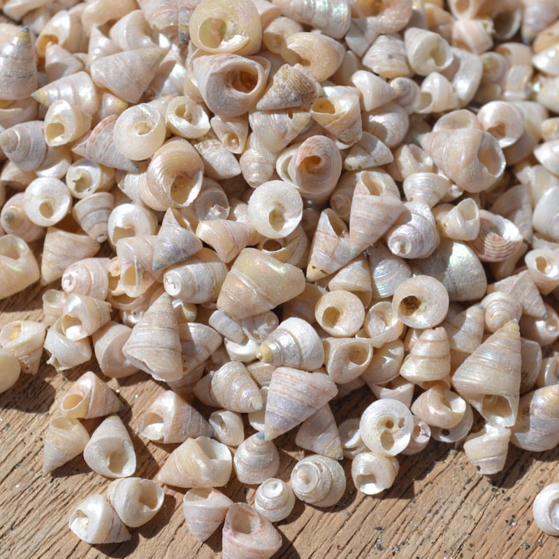 Trochus Shell - Etsy