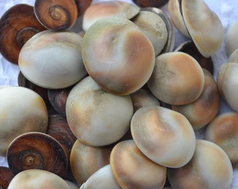 Cat Eye Shells - Etsy