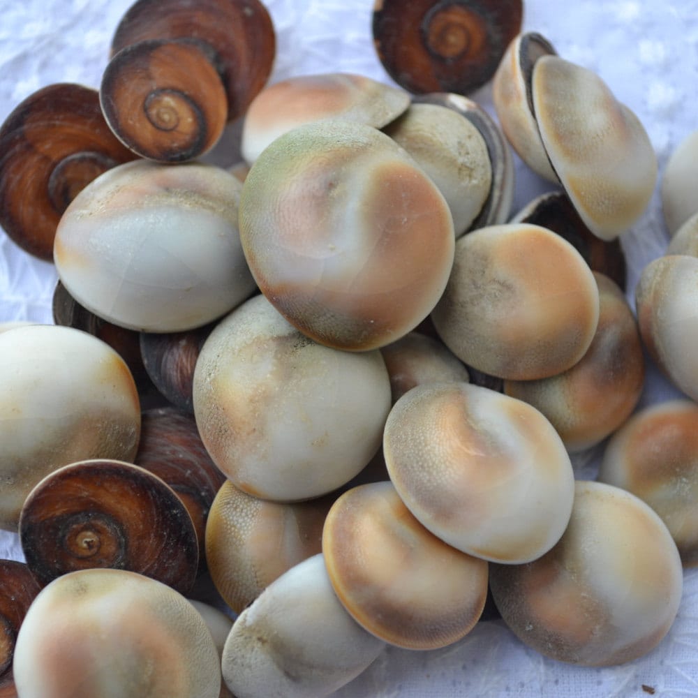 Tan Cats Eye Shells Shiva Shells 1/2 1 10 Pieces - Etsy