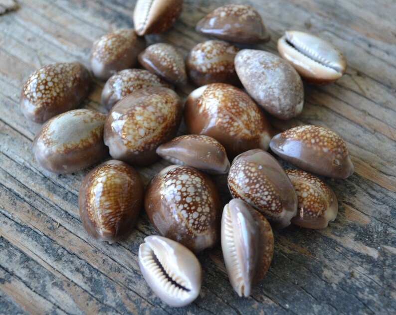 Cypraea Caputserpentis Snakehead Cowrie apx 1 1 3/4 - Etsy