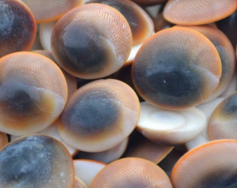 Cats Eye Shell - Etsy