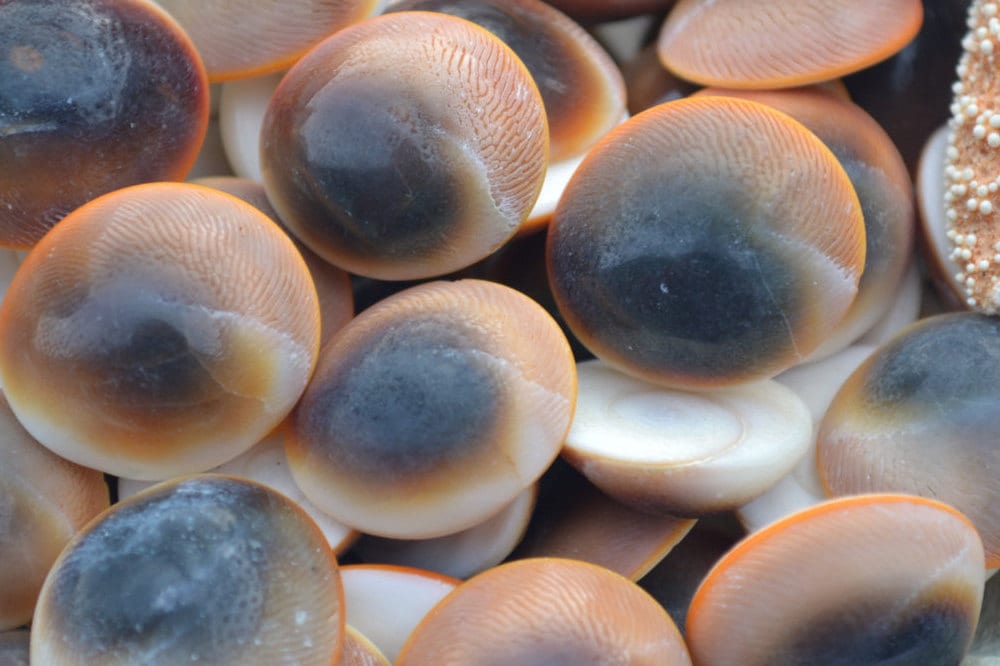 Red Cats Eye Shells, Shiva Shells (1/2 - 1") | 10 Pieces - Etsy