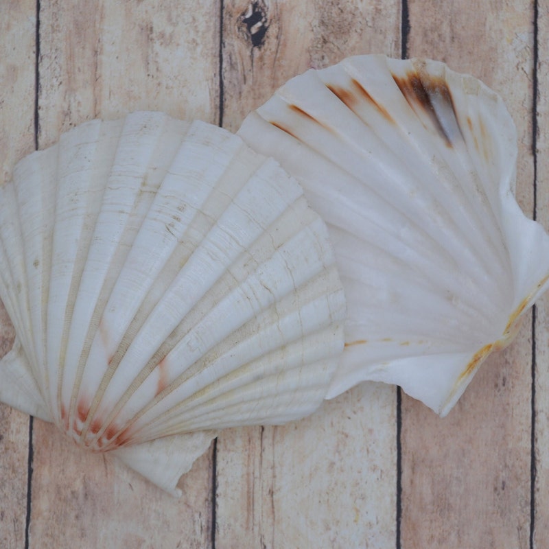 White Scalloped - Etsy