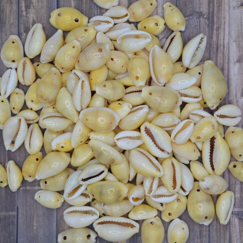 Drilled Money Cowrie Shells apx 1/2 1 25 Shells - Etsy