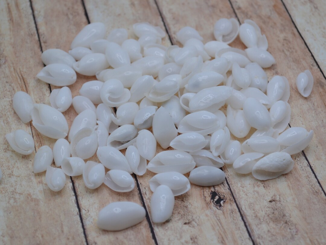 Bubble Shells, White Shells (apx 3/4 - 1") | 1/4 Cup - Etsy