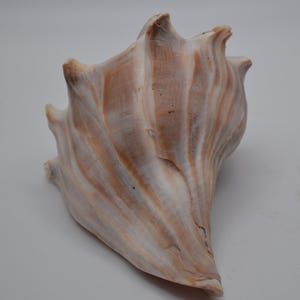 Natural Knobbed Whelk Shells, Chesapeake Bay - Etsy