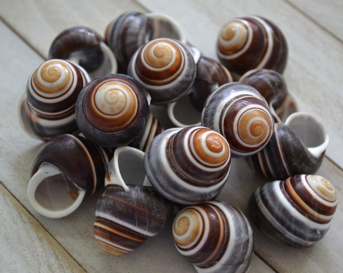 Chocolate Swirl Land Snails, Striped Shells, Helicostyla Roissya Black ...