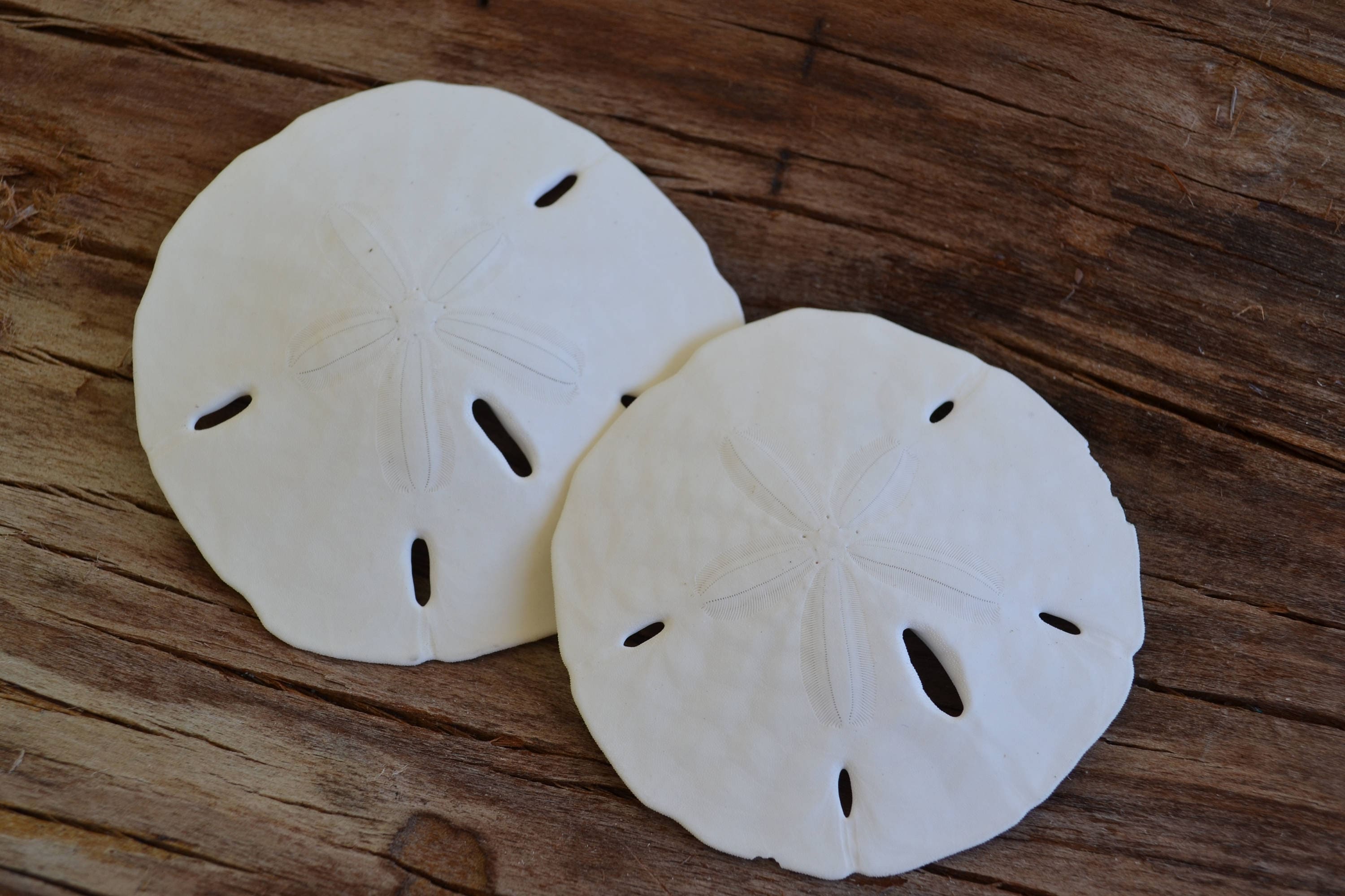 Buy Florida Keyhole Sand Dollars 3 3 Pieces Online in India - Etsy