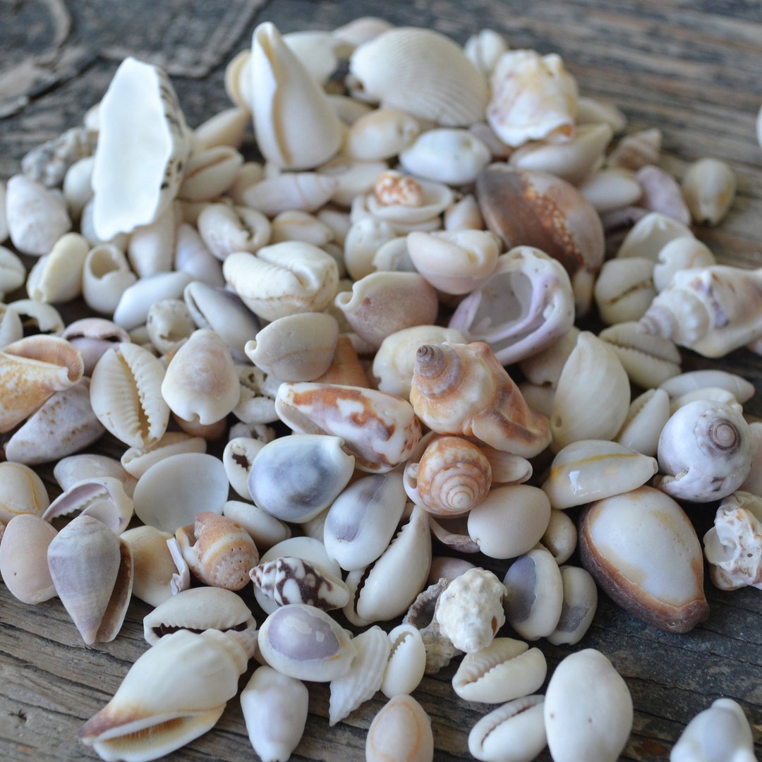 Natural Beach Shell Mix (0.5-1") | 1/4 Cup - Etsy
