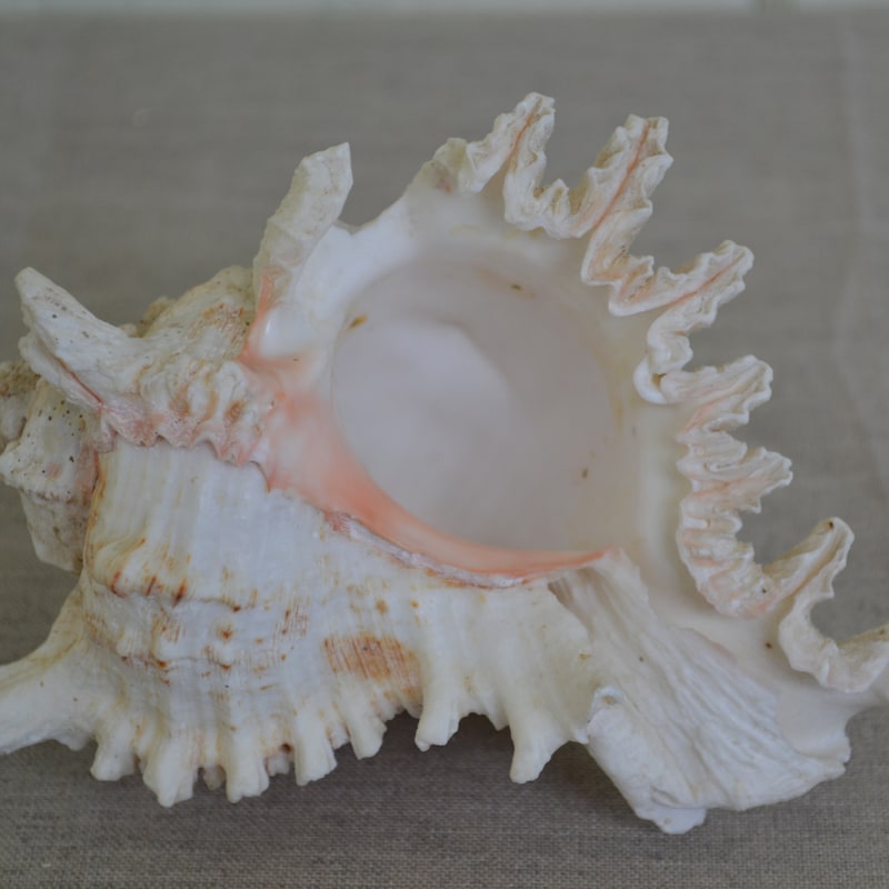 Murex Shell - Etsy