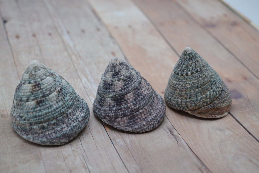 Large Green Trochus Top Shells (SHL307) | 3 Pieces - Etsy