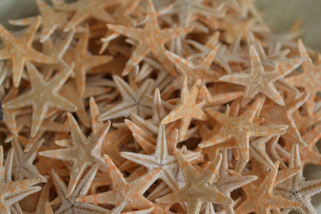 Natural Flat Tan Starfish| 20 Pieces - Etsy