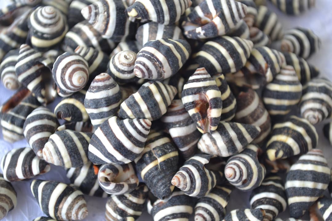 Bumble Bee Shell, Bee Hive Shells, Engina Mendicarea (1/4-1/2") | 10 ...