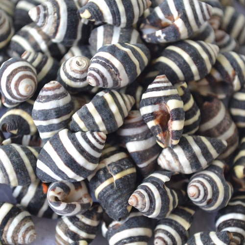 Bumble Bee Shell Bee Hive Shells Engina Mendicarea | Etsy