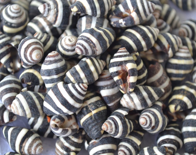 Bumble Bee Shell, Bee Hive Shells, Engina Mendicarea (1/4-1/2") | 10 ...