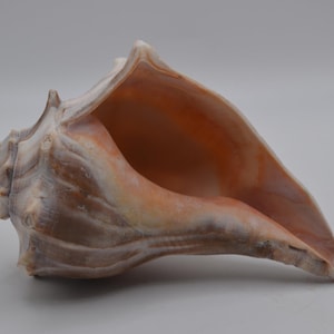 Natural Knobbed Whelk Shells, Chesapeake Bay - Etsy
