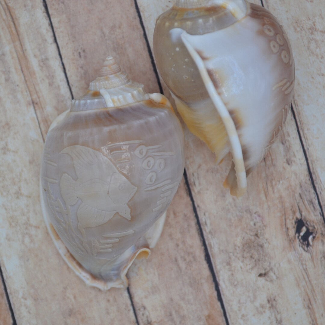 Carved Bonnet Shells, Tropical Fish, White Channeled Bonnet (apx 3.0 ...