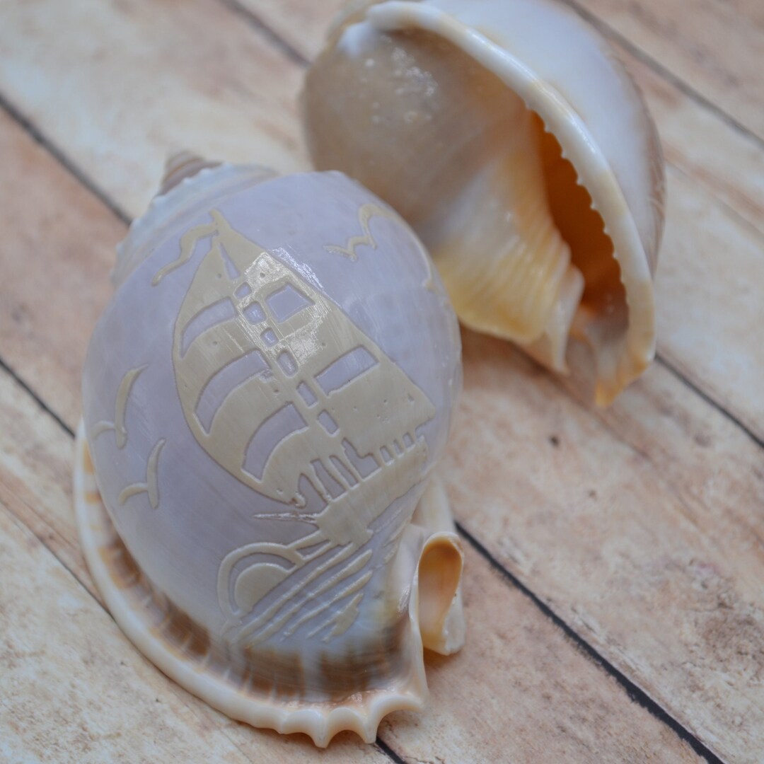 Carved Bonnet Shells, Sailboat, White Channeled Bonnet (apx 3.0 - 3.5 ...