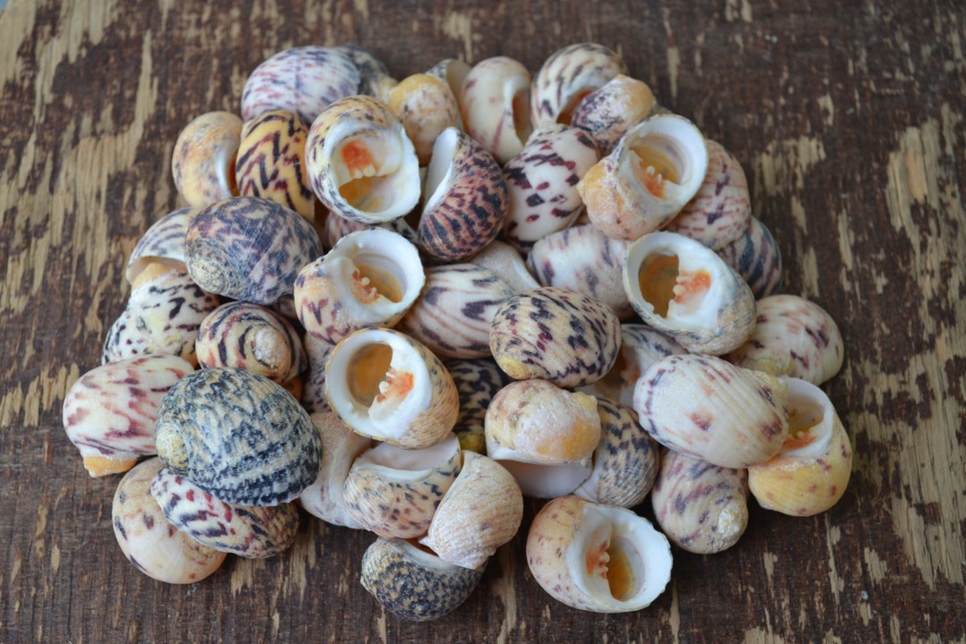 Bleeding Teeth Shells, Nerite Shells ( 1/2 - 1") | 1/4 Cup - Etsy