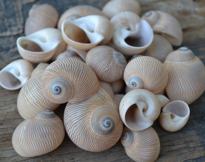 Shark Eye Shells, Moon Shells apx 1.25 2 10 Pieces - Etsy