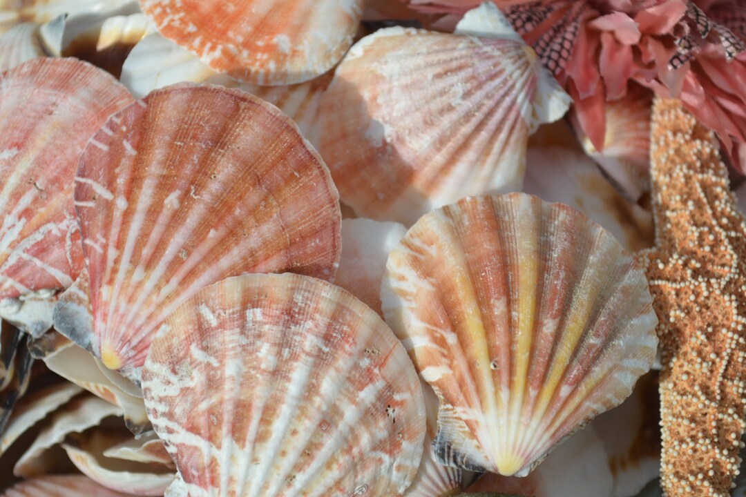Natural Pecten Half Shells (1.5-2.5") | 10 Pieces - Etsy
