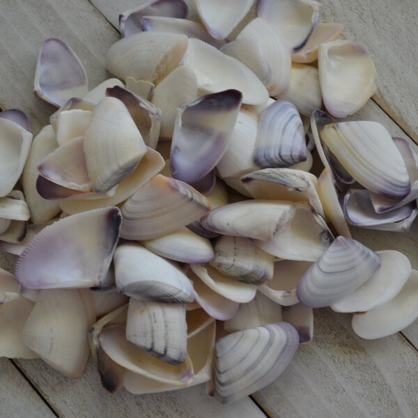 Coquina Clam Shells - Etsy