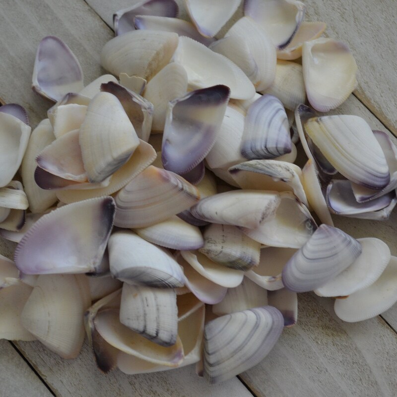 Coquina Clam Shells - Etsy