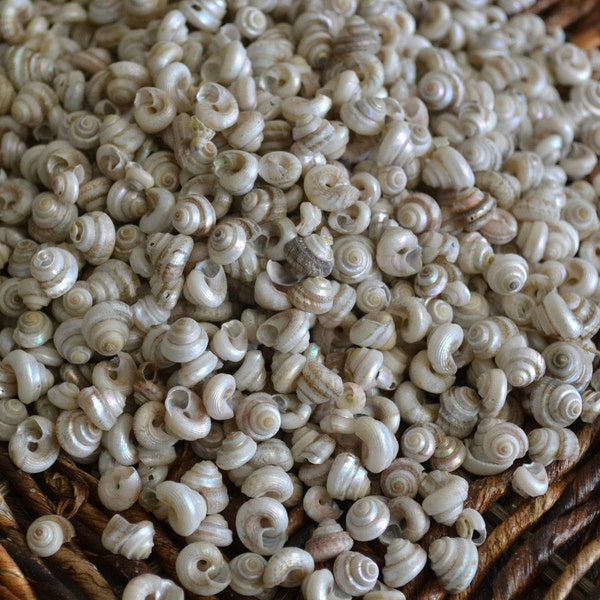 Tiny White Shells - Etsy