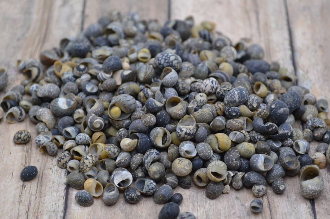 Mongo Shells, Tiny Striped Littorina Shells (1/8-1/4") | 1/8 Cup - Etsy