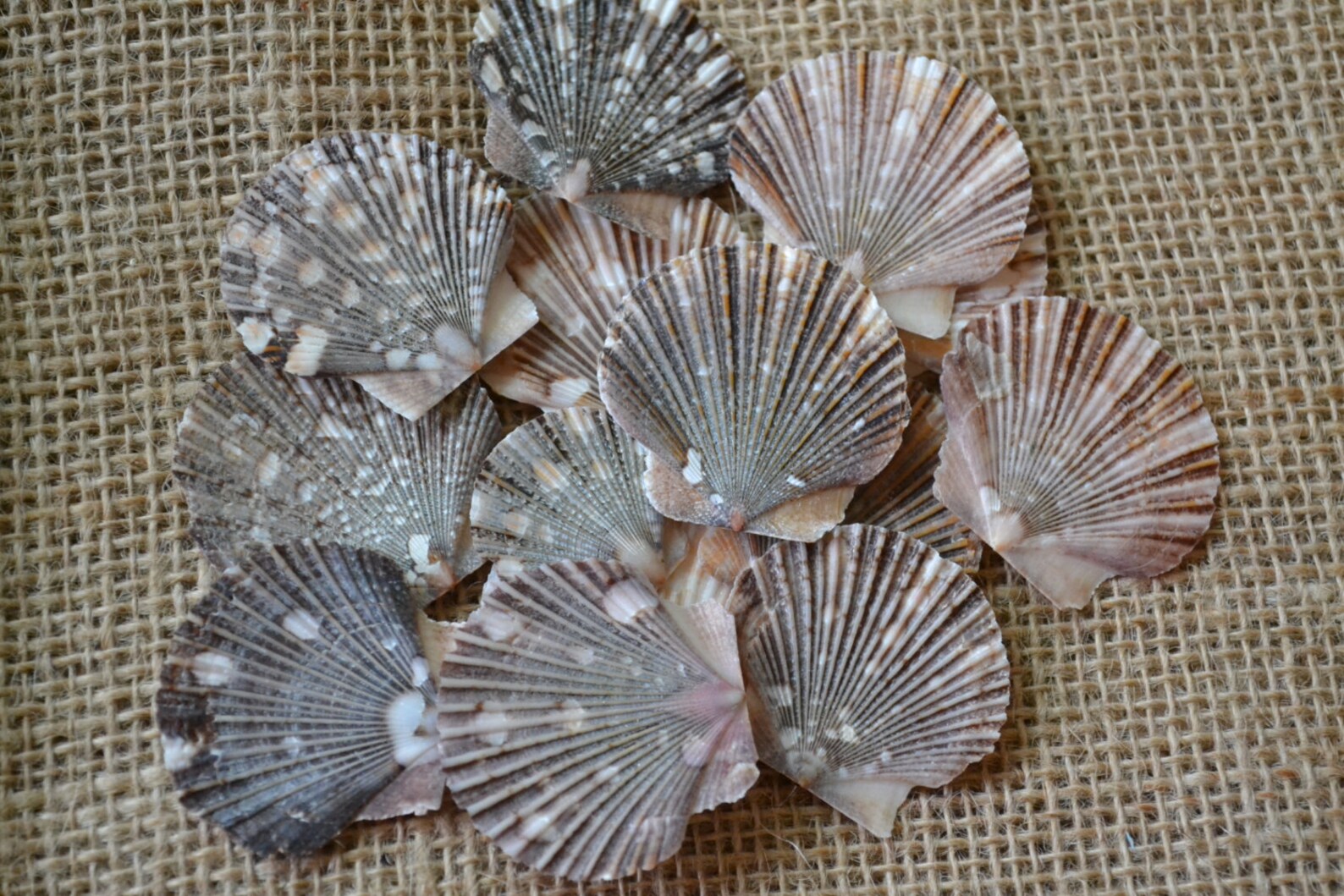 Baby Flat Scallop Shells Pecten Pyxidata Flats 1-2 - Etsy