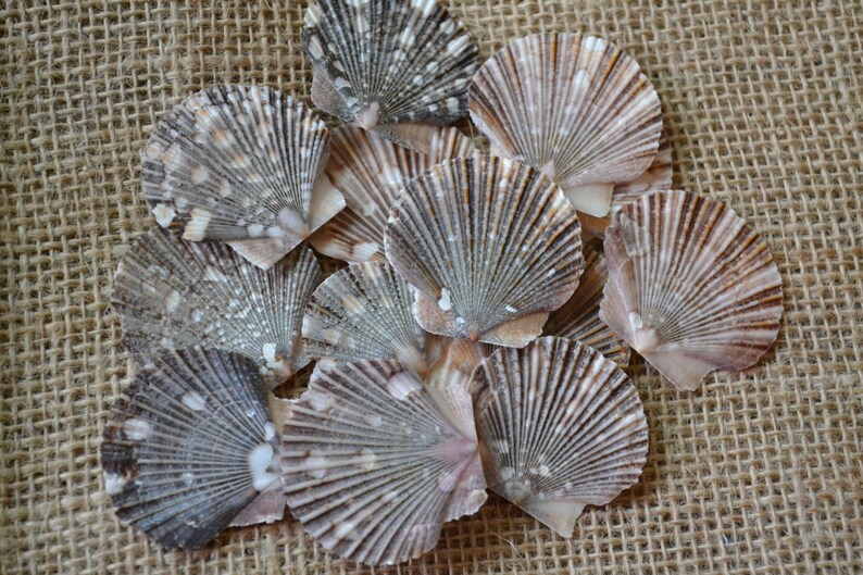 Baby Flat Scallop Shells Pecten Pyxidata Flats 1-2 - Etsy