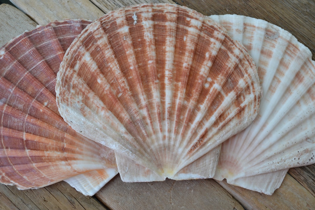 Irish Flat Scallop Shells (4.0 - 4.5