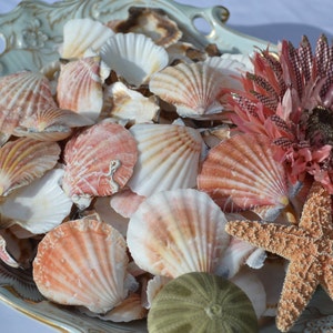 Natural Pecten Half Shells (1.5-2.5") | 10 Pieces - Etsy