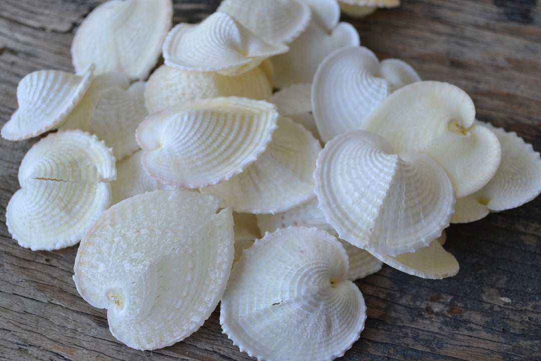 Heart Cockle Shells, White Cardium (1 - 1 1/4") | 4 - Etsy