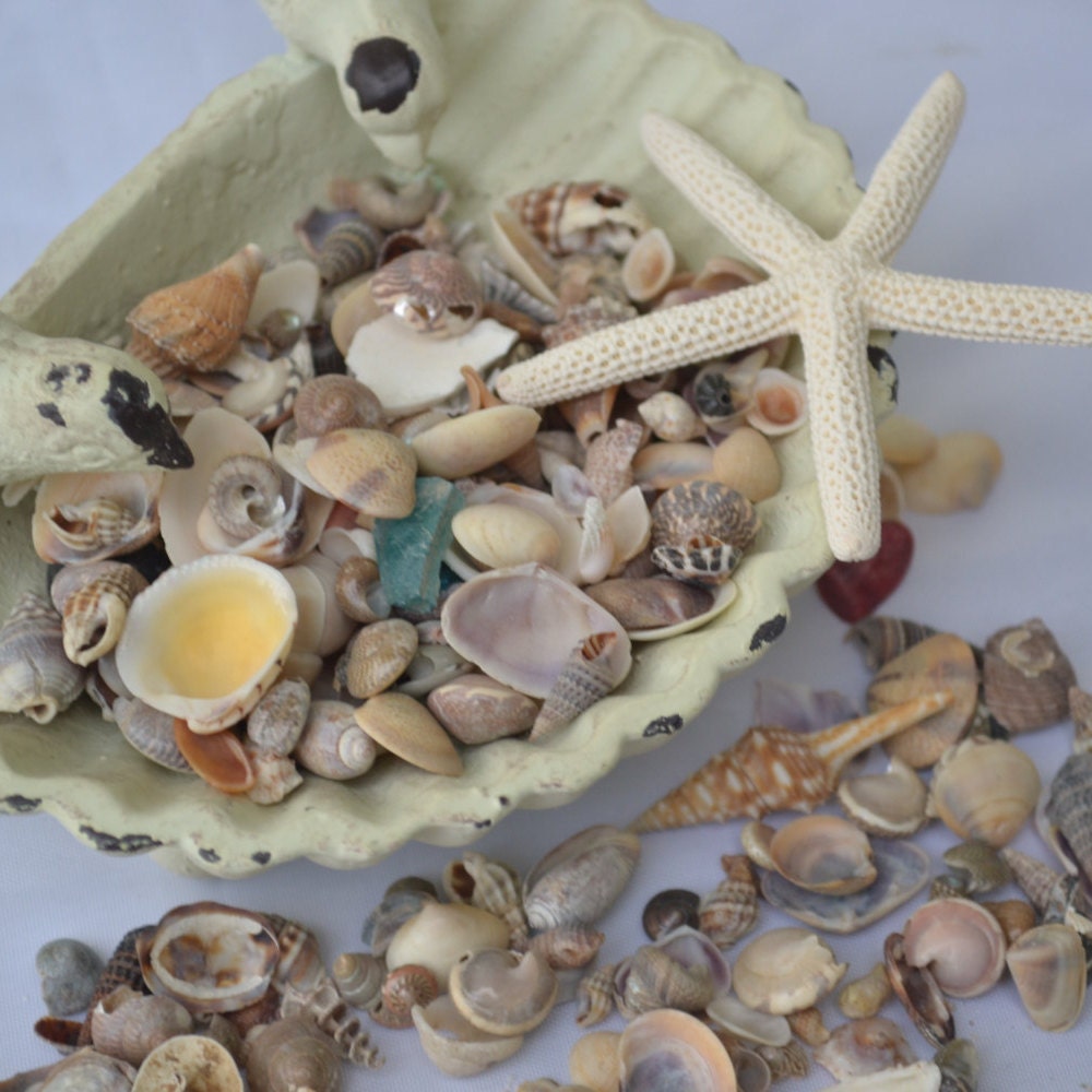 Small Seashell Assortment for Crafts or Decor 1/4 Cup - Etsy