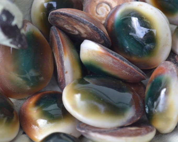 XL Green Cats Eye Shells, Shiva Seashells 1 1.5 5 Pieces - Etsy