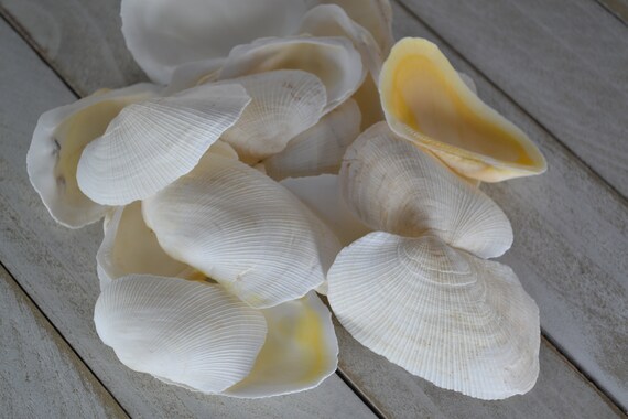 Natural Twisted Ark Clam Shells Propellar Shells Andara Lot - Etsy