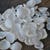 Astraea Calcar Shells, Spurred Turban Shells 1/2 1 10 Pieces - Etsy