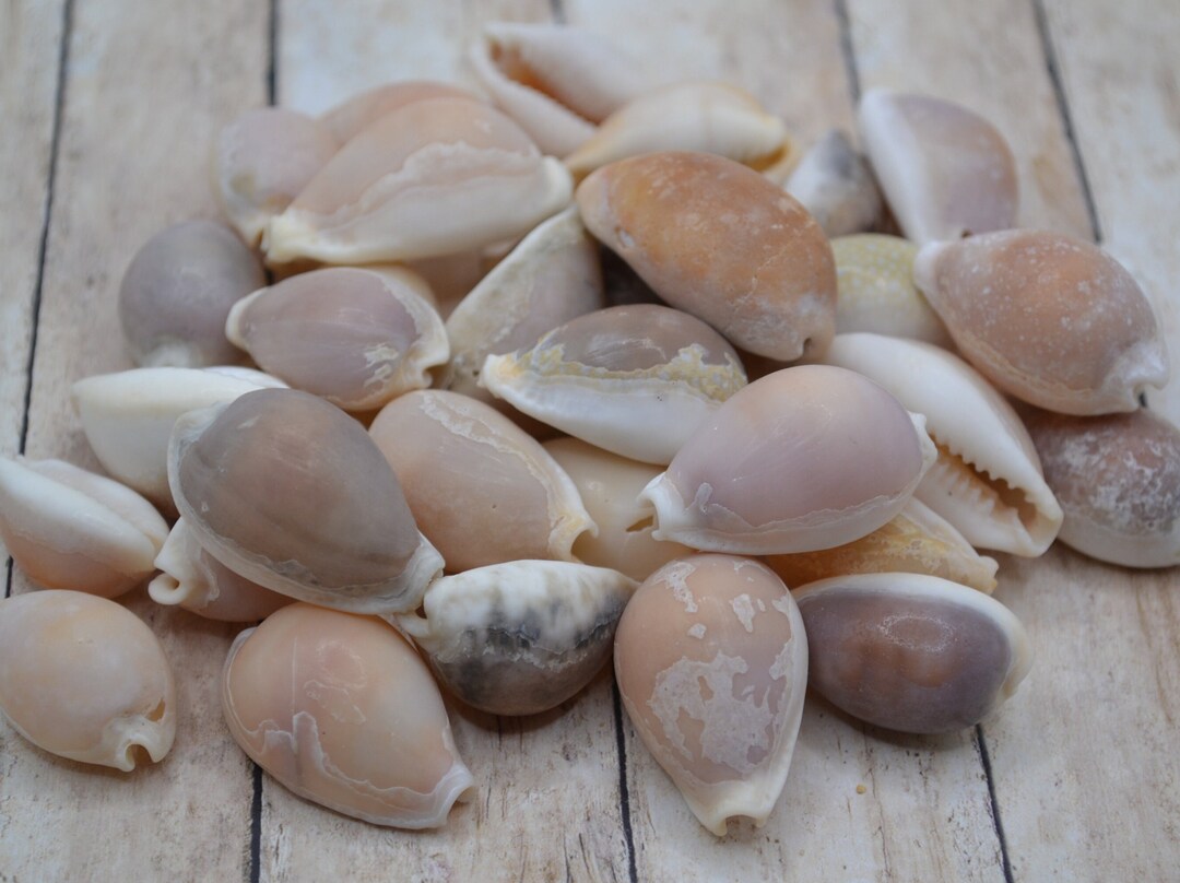 Natural Cowrie Shells (1-1.5") | 20 Pieces - Etsy