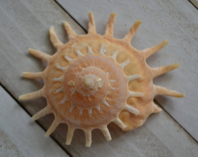 Stellaria Solaris, Sunburst Star Shell, Star Shell, Specimen Shell 2.75 ...