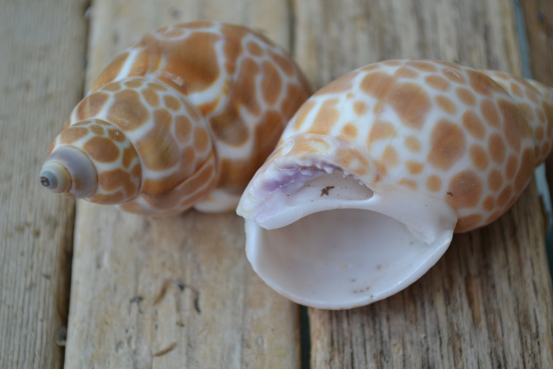 Babylonia Japonican Seashells Babylonia Spirata Shells apx - Etsy