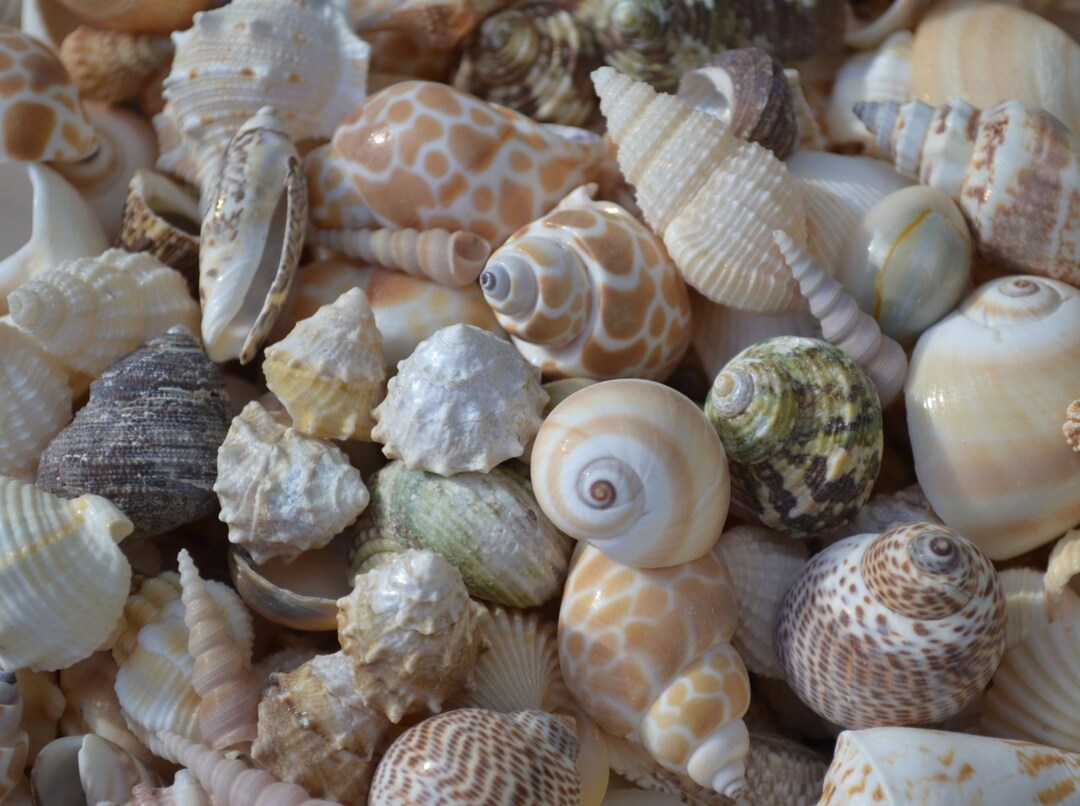 Indian Ocean Medium Seashell Mix (3/4 - 1 1/2") | 1 Cup - Etsy