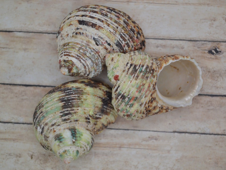 Natural Silver Mouth Green Turbo Shells, Hermit Crab Shells | 1 Shell ...
